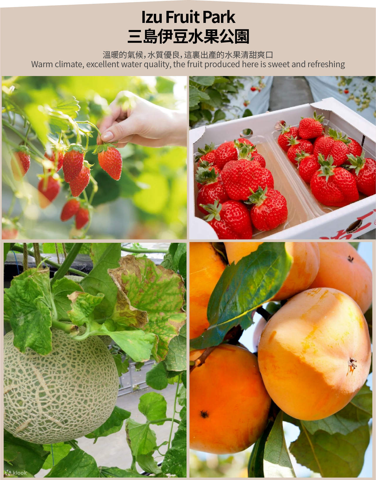 [2025 Early Spring Cherry Blossom Limited] Kawazu Sakura Festival ...